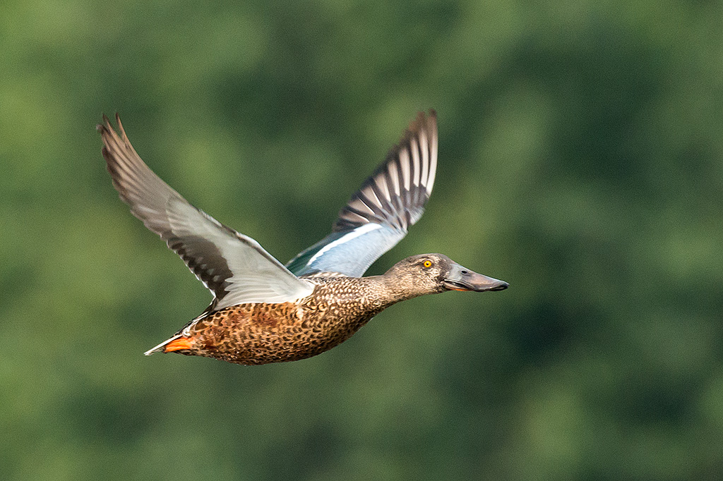 Ducks In Flight: Nature and Wildlife Photography Forum: Digital ...
